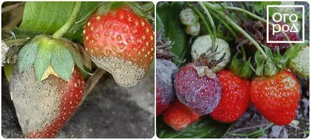 Top 5 des maladies de fraises les plus dangereuses 7731_3