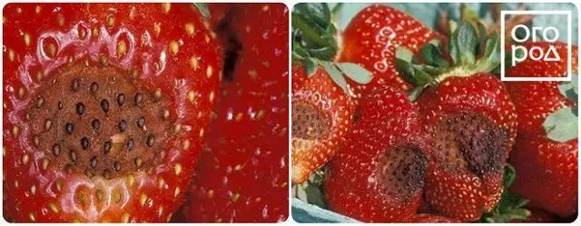 Top 5 des maladies de fraises les plus dangereuses 7731_9