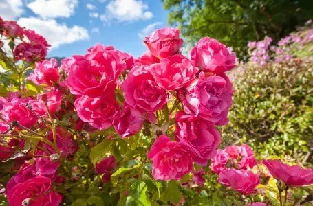 Hvordan ta vare på roser om sommeren 77_14