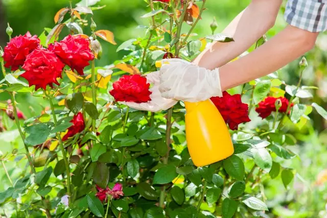 Sprøyting roser fra sykdommer og skadedyr