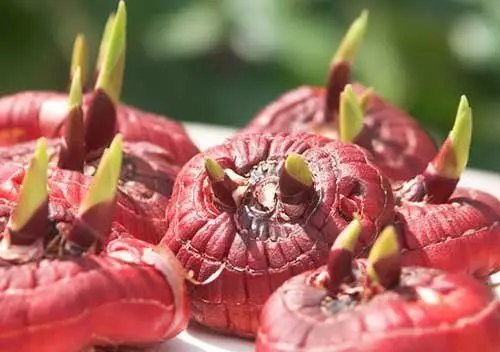 Gladiolus bulbs