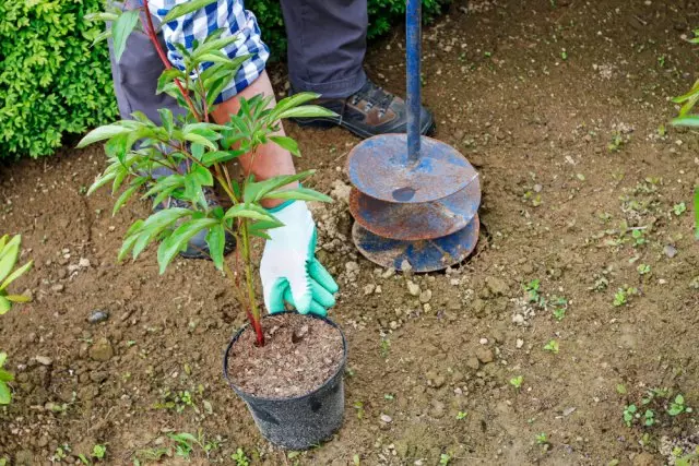 Pion de árbore do primeiro ano de vida