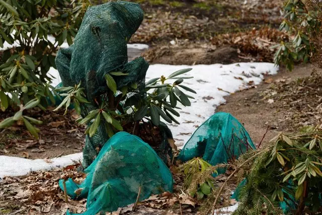 Que cubrir rosas e peóns para o inverno