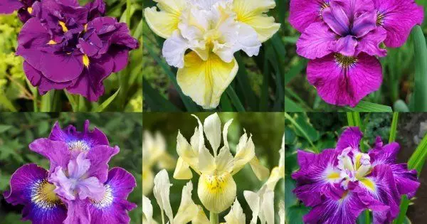 Stunningly vackra iris - nya betyg 2016-2017 från rysk trädgård