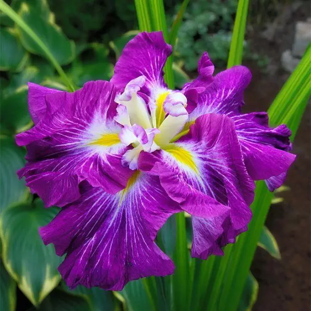 Iris Japonijos Tsubas ™