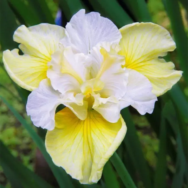 Iris lime chileight