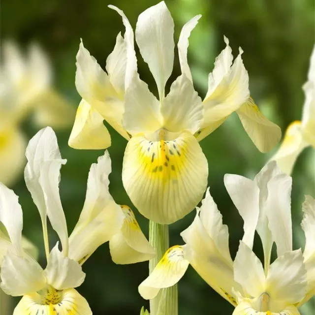 Iris lưới vàng catarina