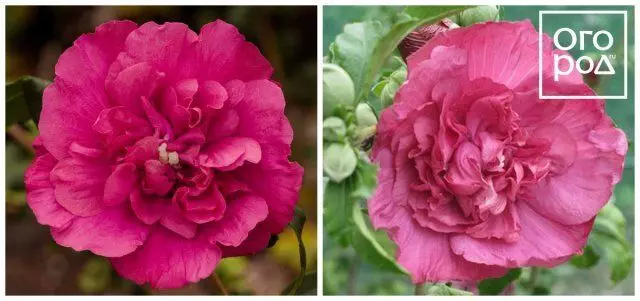 Hibiscus Majer Szyfon (Magenta Szyfon)