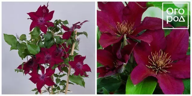 Clematis Grade Nubia Boulevard (Boulevard Nubia)