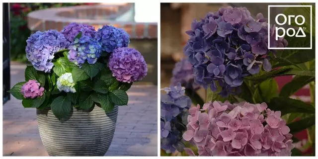 Hydrangea Large Lindsey Ann (Lindsey Ann)