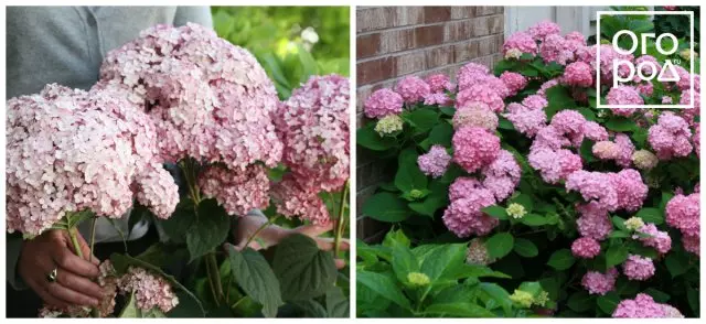 Hydrangewar Te Tean Anabel (Mai Raunin Annabelle)