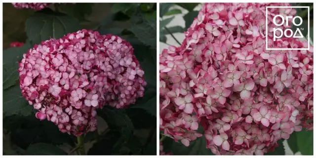 Hydrangea গাছ রুবি Anabel (রুবি Annabelle)