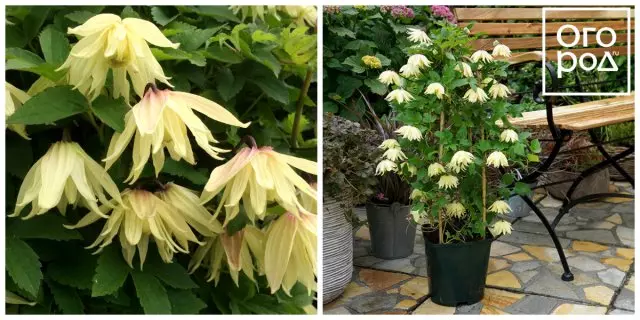 Clematis veislė gintaro (gintaro)