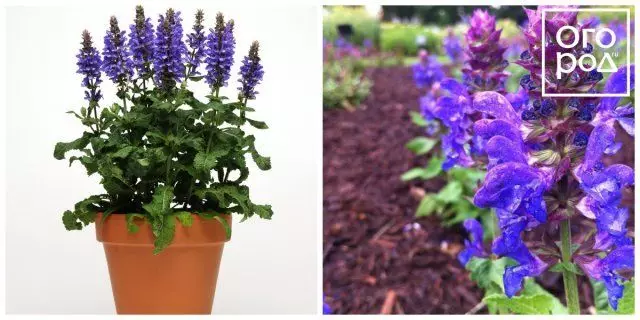 Sage Blue Marvel Salvia Nemorosa Blue Marvel