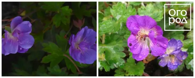 Farin Cewa Geranium Farin Ciki (Buga Buxton)