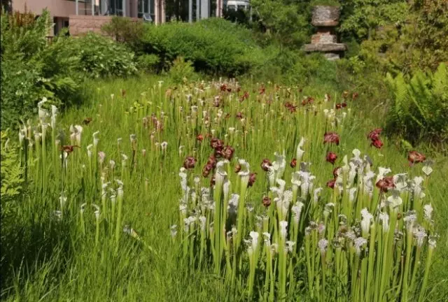 Patung Luar Biasa di Taman Botani Atlanta