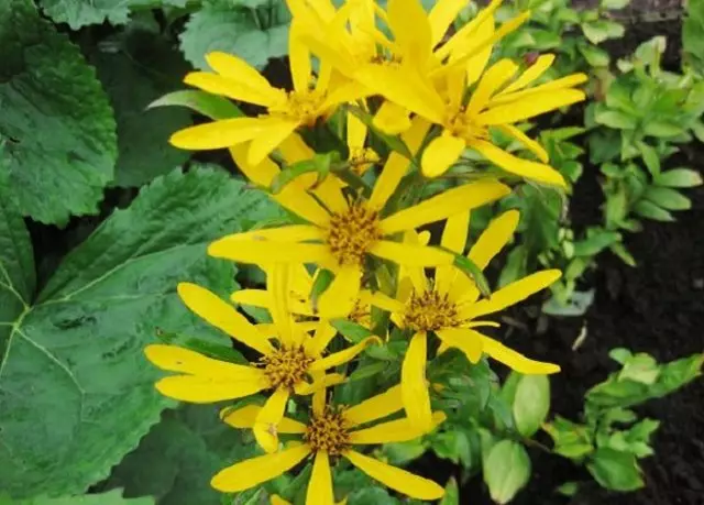 Bougainan Gold (Gregynog Gold)