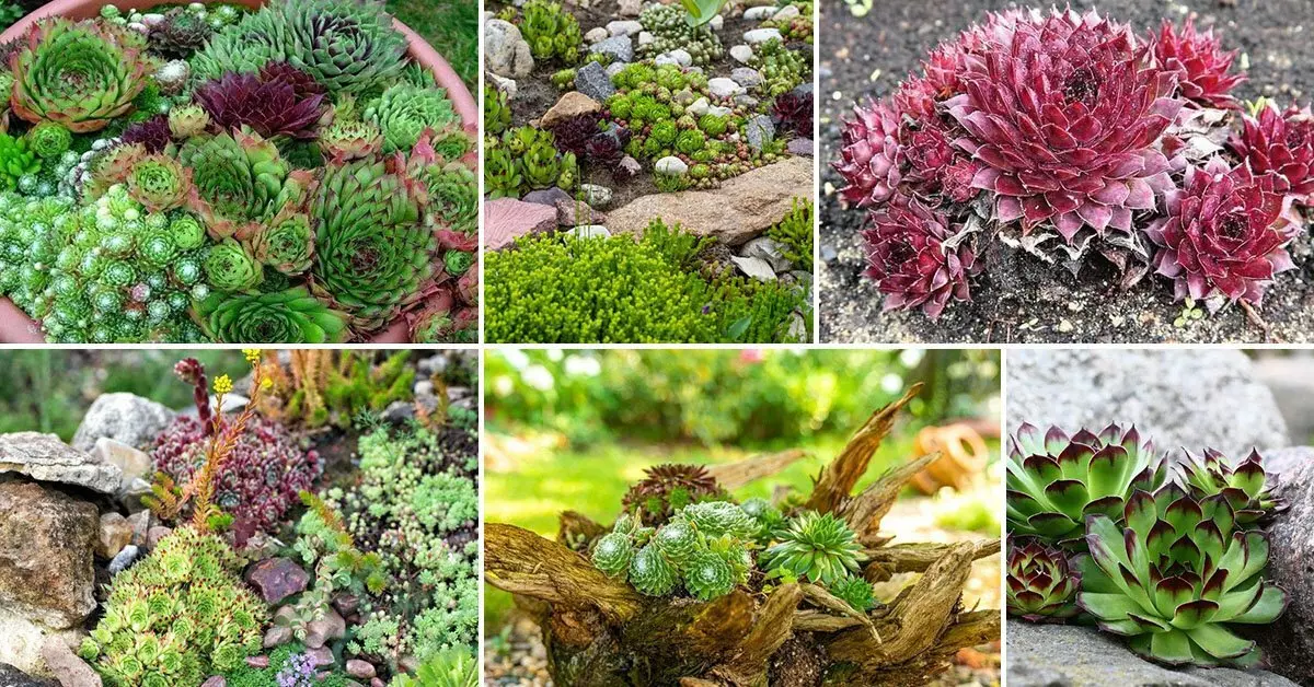 Onde plantar uma pedra subiu para não