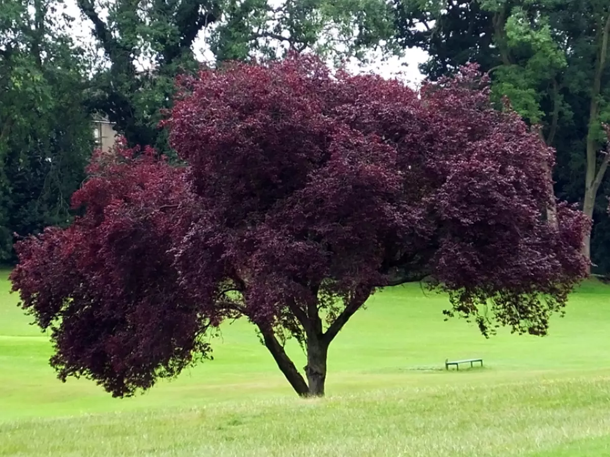 Prunes décoratives avec des feuilles violettes