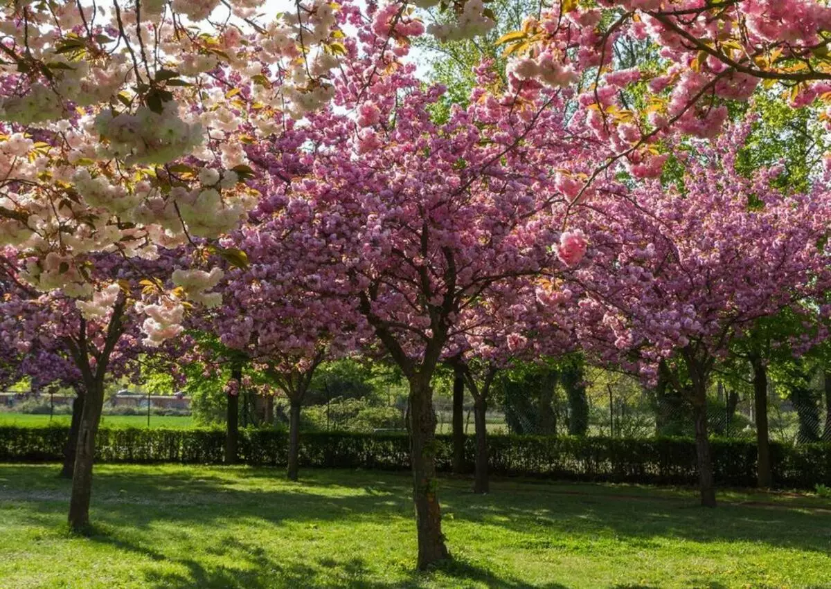 Dekorativt blomme