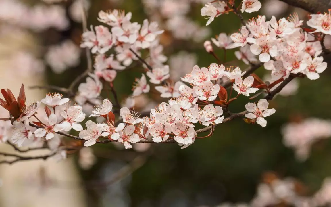 Prune de fleurs