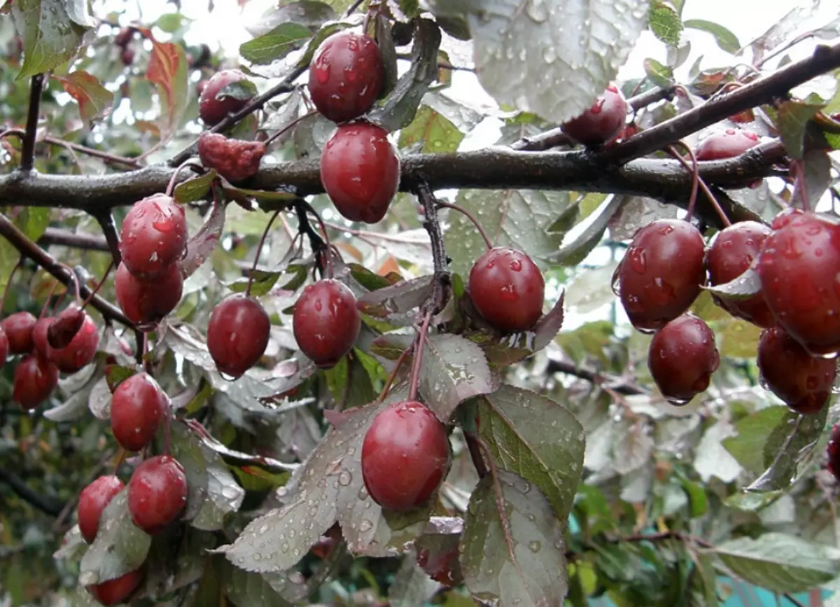 Les fruits des prunes décoratives