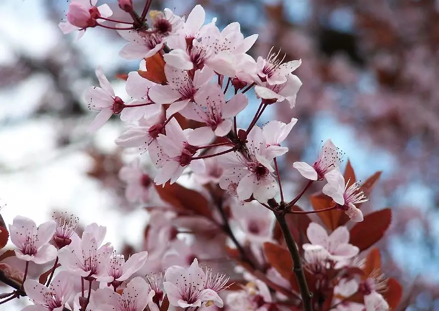 Flowering Hniav Plums