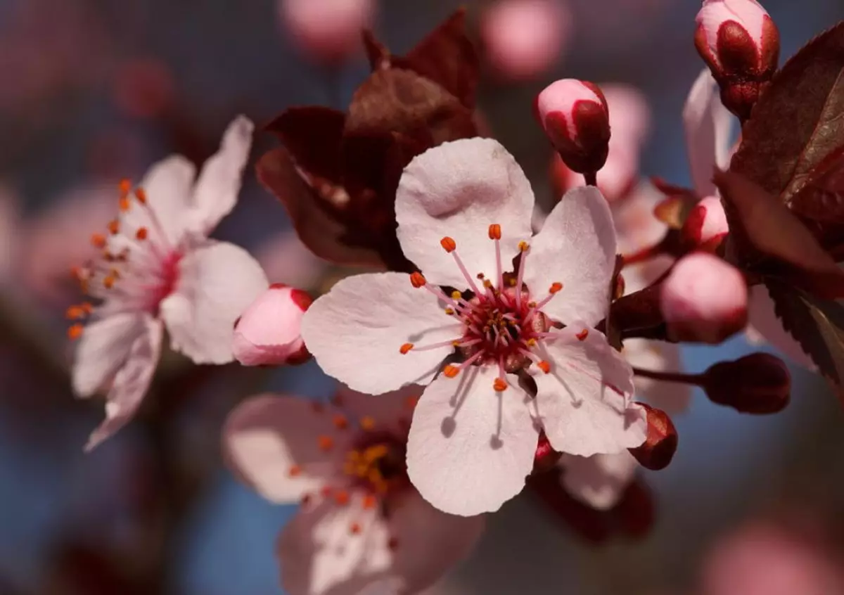 Plum Blossom.