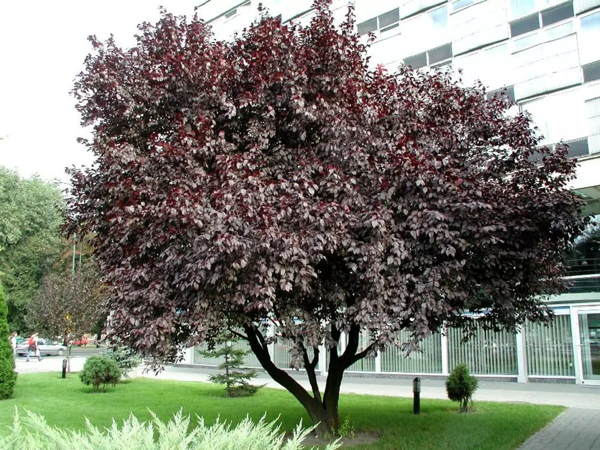 Feuilles de prune décoratives