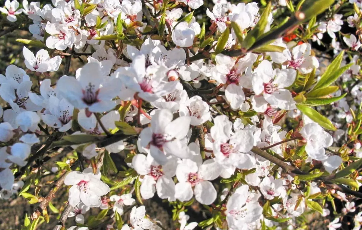 Hessay Plum.