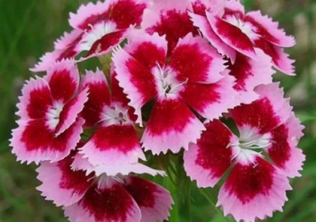 Carnation Twrcaidd