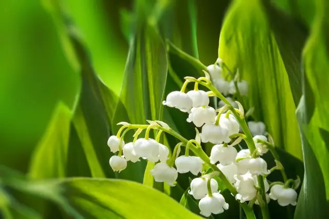 Lily of the Valley