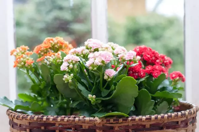 Kalanchoe.