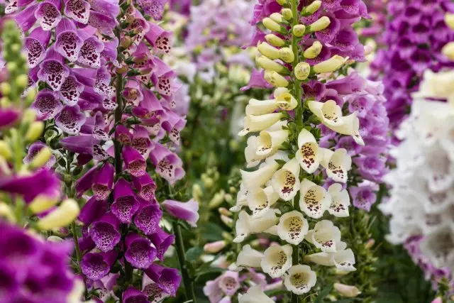 Digitalis.