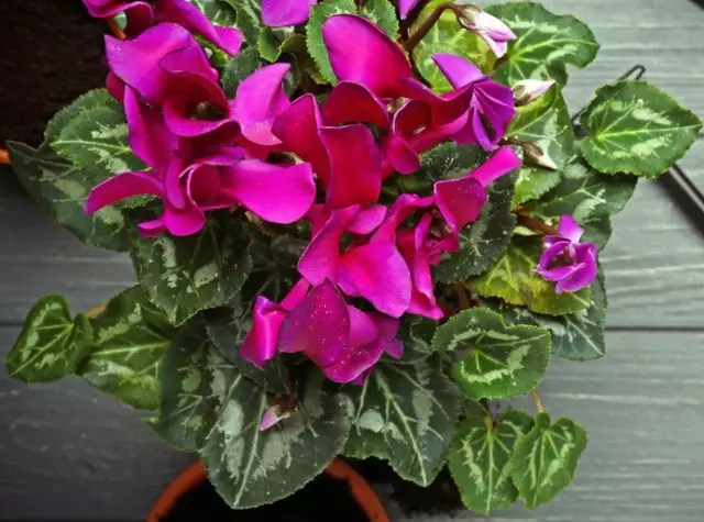 Cyclamen