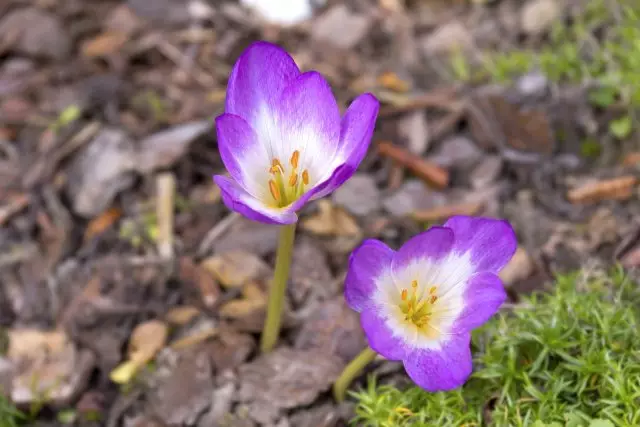 Չմշակված աշուն