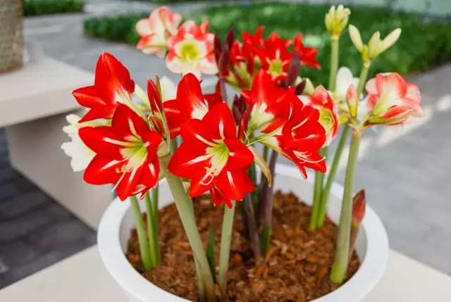 Hippeastrum