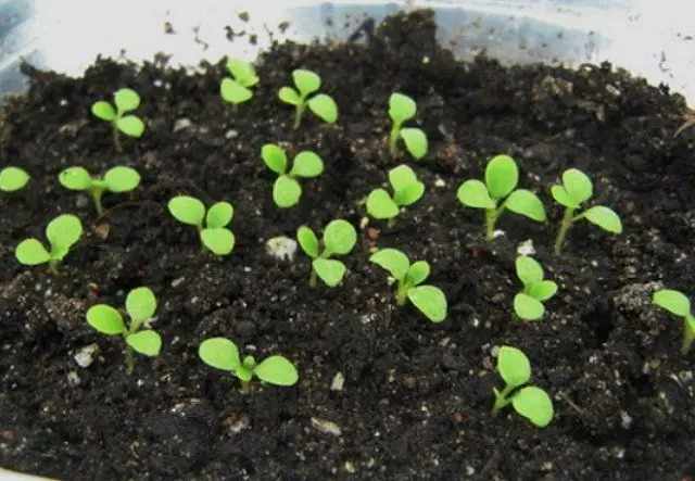 Seedling Petunia