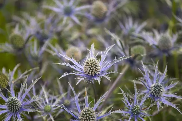 Snchter Hybrid Cobalt Star