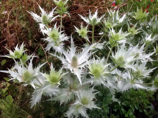 Perak Ghost Giant Silver Ghost