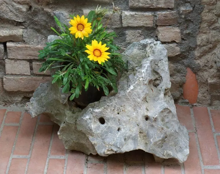 Flores entre piedras