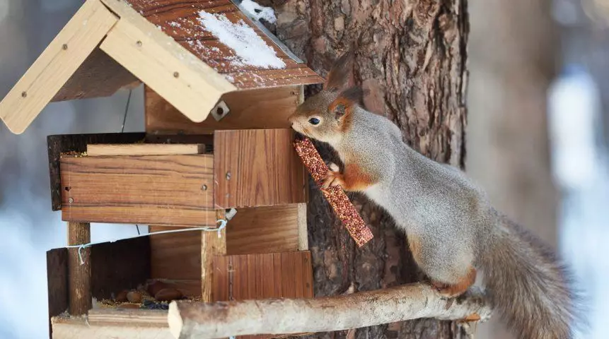 : Squirrel ao amin'ny Feeder