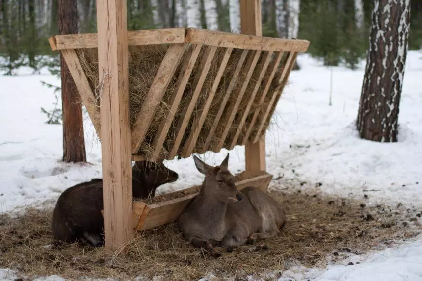 Deer lähellä Feedushki