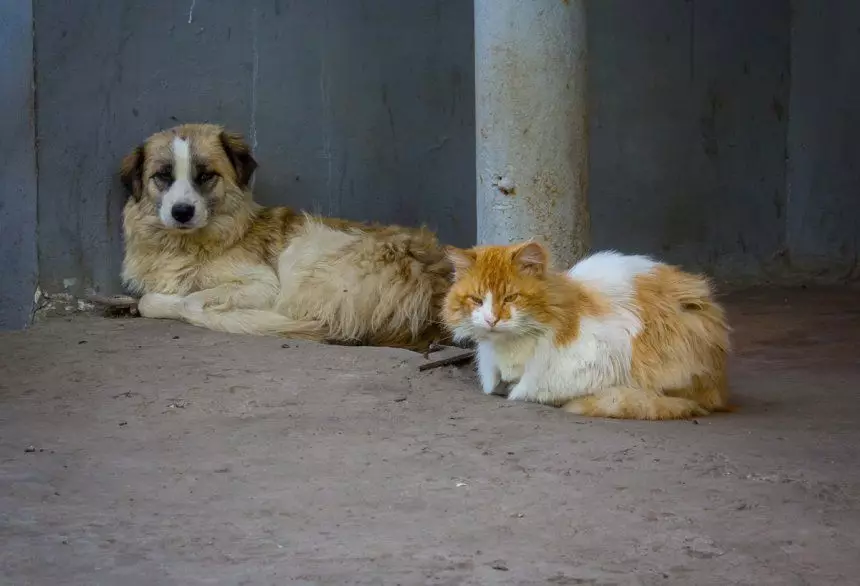 Бяздомныя сабака і кот