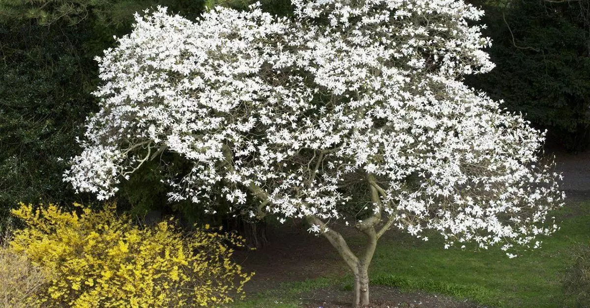 Magnolia Cobus