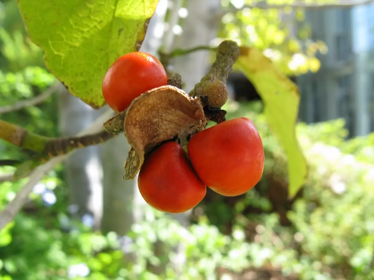 Magnolia Fruits Kobus