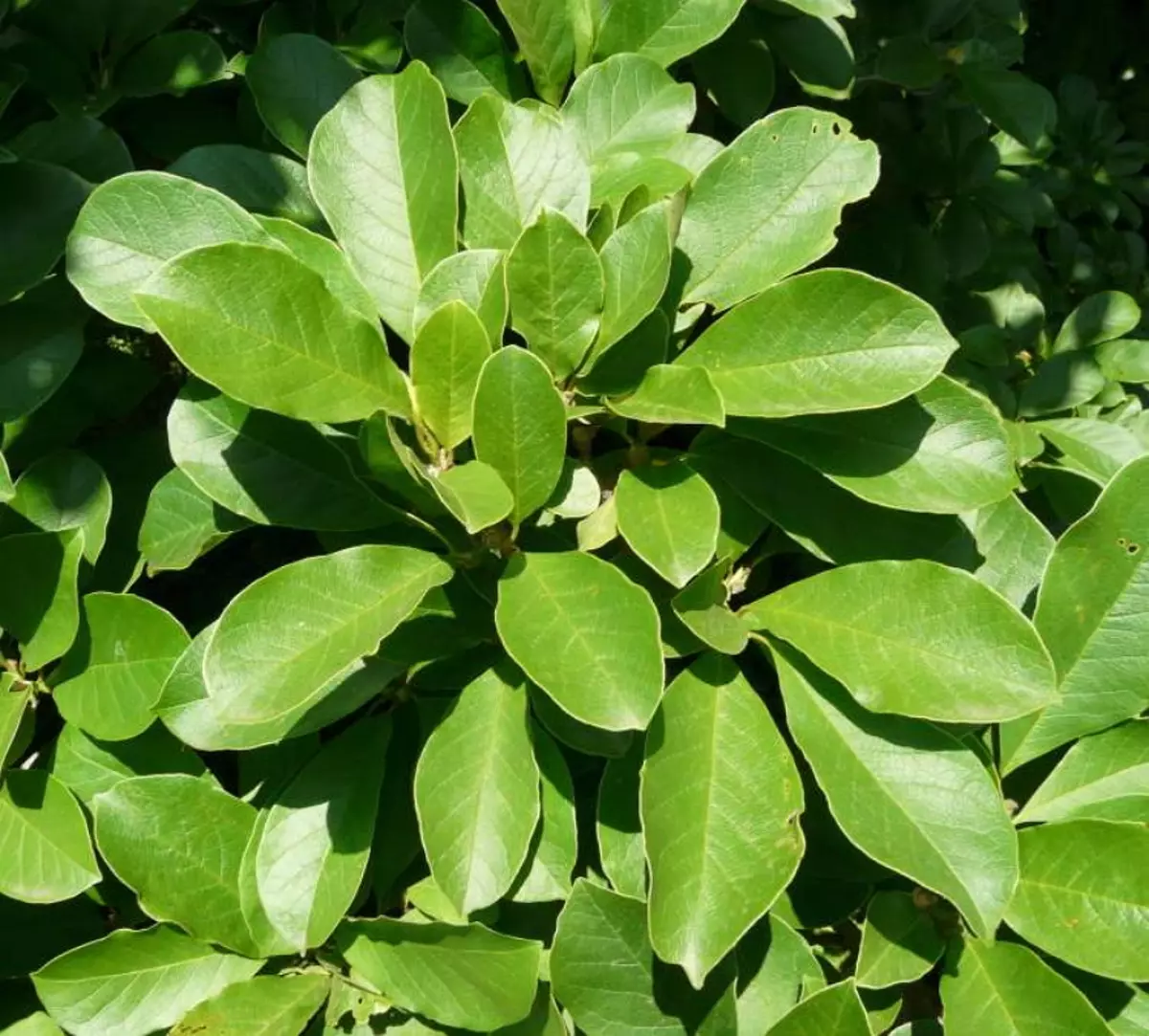 La magnolia lascia Cobus.