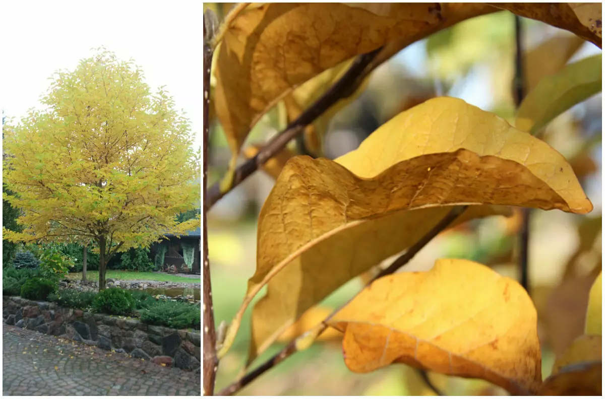 Magnolia sonbaharda kobüs yaprakları