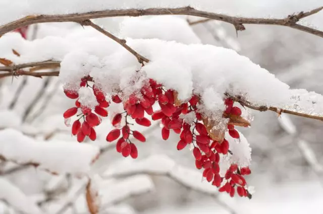 Barberry frukter