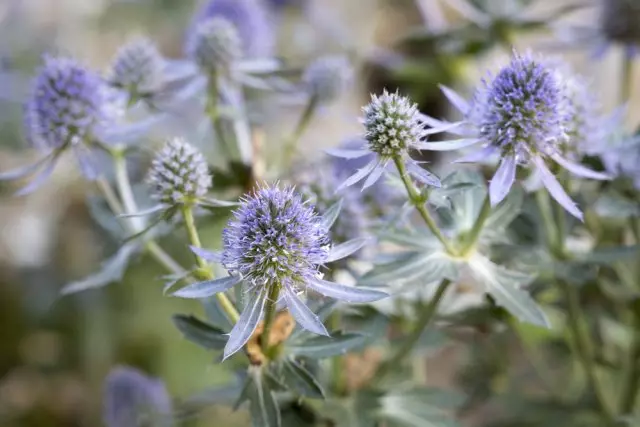 Inflorescence sinezhennik.